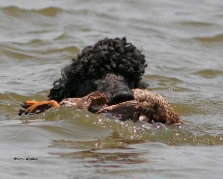 America's Best Hunting Dog Could be... a Poodle?
