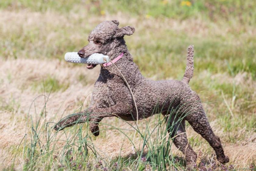 America's Best Hunting Dog Could be... a Poodle?