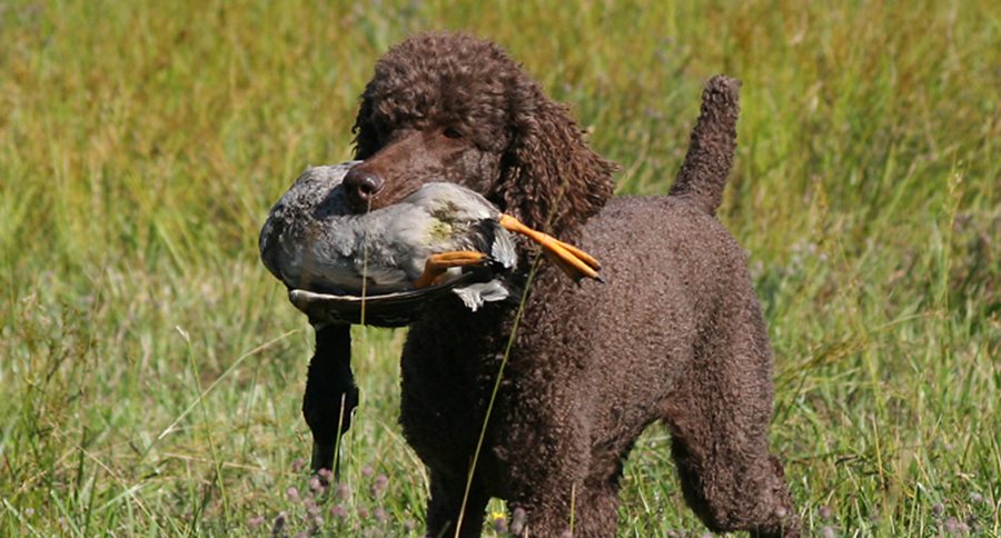 America's Best Hunting Dog Could be... a Poodle?