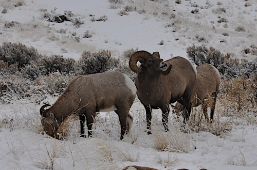 Everything to Know About the North American Wild Sheep Grand Slam