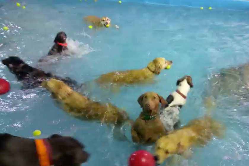 This Giant Dog Pool Party Had One Really Awkward Guest