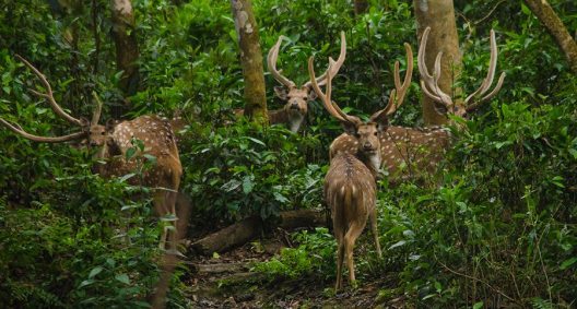 One Hunt to Try in Each of the 50 States - Wide Open Spaces