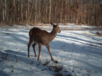 Deer Hiding in 7 Photos: Can You Find Them All? - Wide Open Spaces