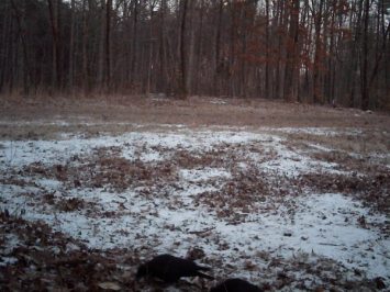 Deer Hiding in 7 Photos: Can You Find Them All? - Wide Open Spaces