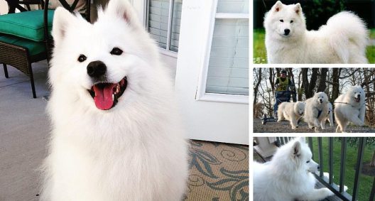 Are Samoyeds Really Hypoallergenic? Settling The Great Debate