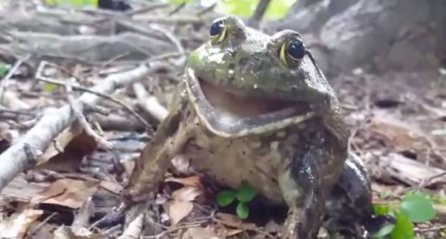 Video: This Frog Doesn't Ribbit, It Screams - Wide Open Spaces