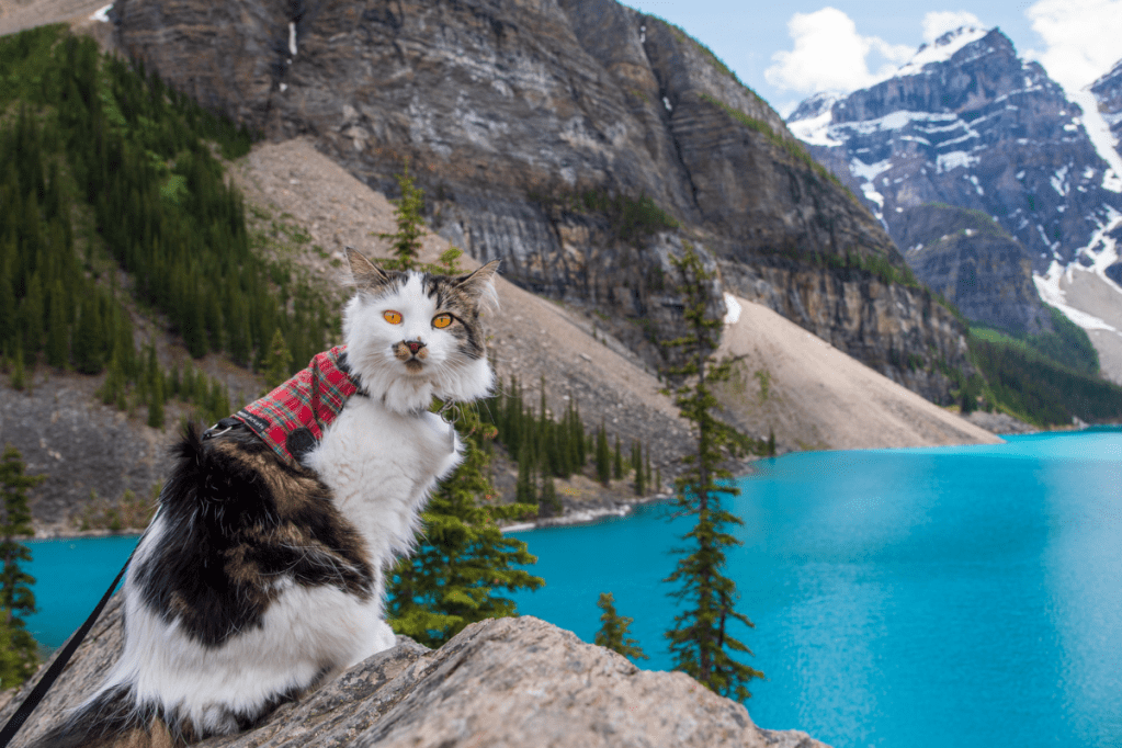 Want an Adventure Cat? 4 Essentials to Successfully Travel With Your Kitty