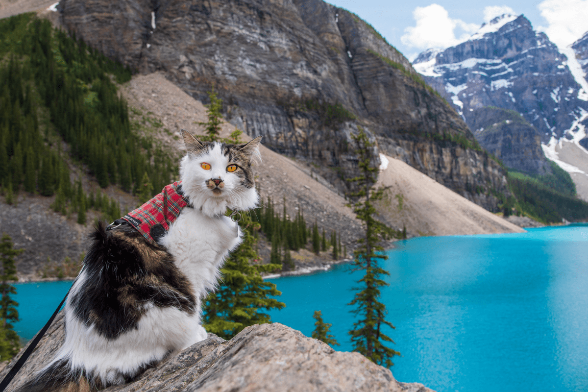 Want an Adventure Cat? 4 Essentials to Successfully Travel With Your Kitty