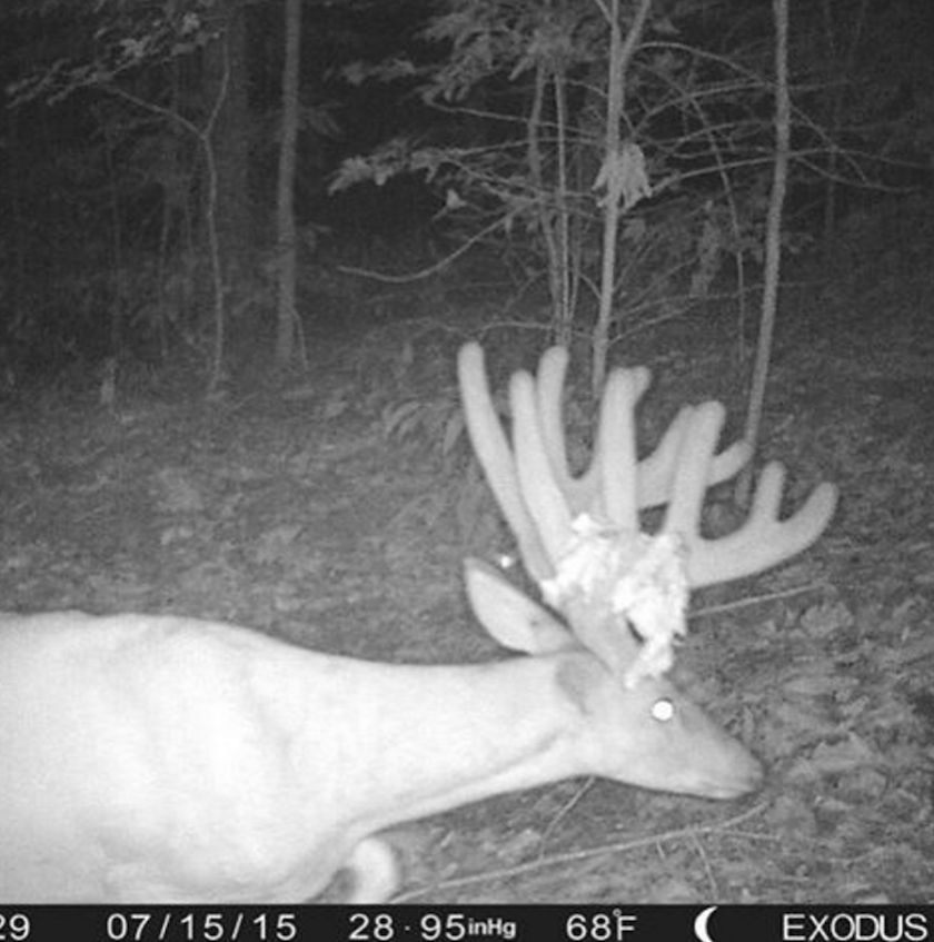 13 Giant Bucks Caught on Trail Camera - Wide Open Spaces