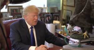 Have a Chuckle Over the Hard Time This Bald Eagle Gave Donald Trump