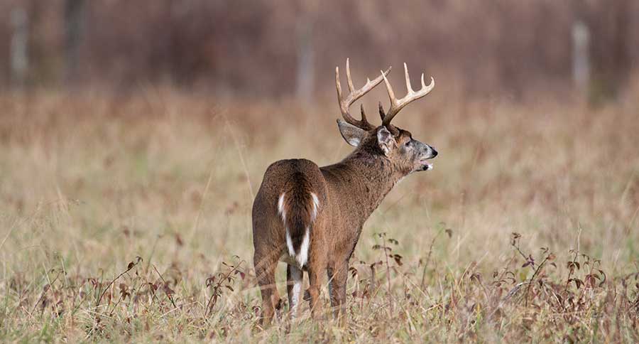Deer Lands Feet From Hunter, Making for an Easy Buck Recovery - Wide ...