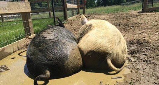 Jon Stewart's Farm Sanctuary All Began with Two Rescue Pigs