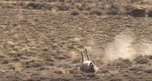 How to Get Started in Predator Calling - Wide Open Spaces