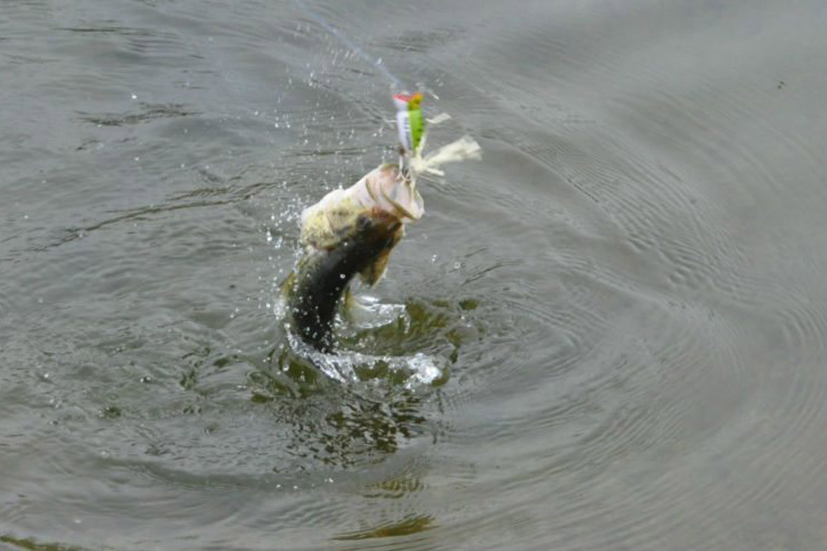 How to Fish for Pond Bass with These 6 Tips