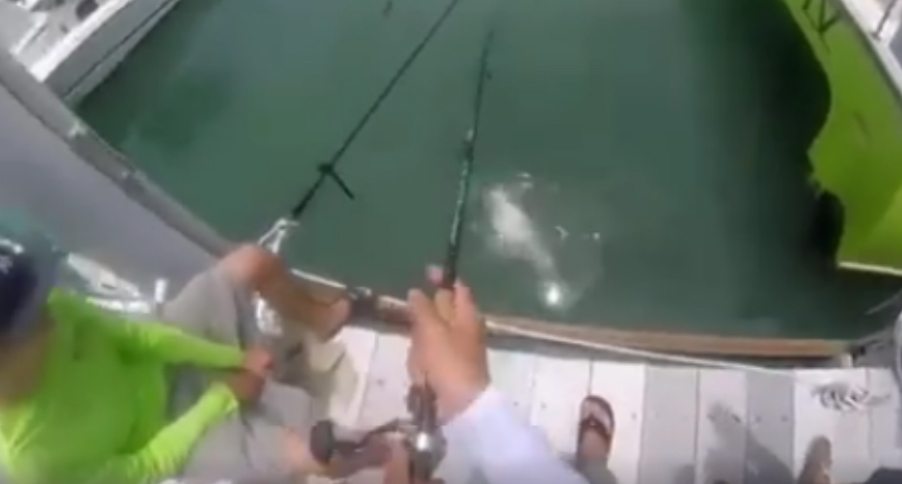 The Best Tarpon Bait Ever? This, Quite Possibly - Wide Open Spaces