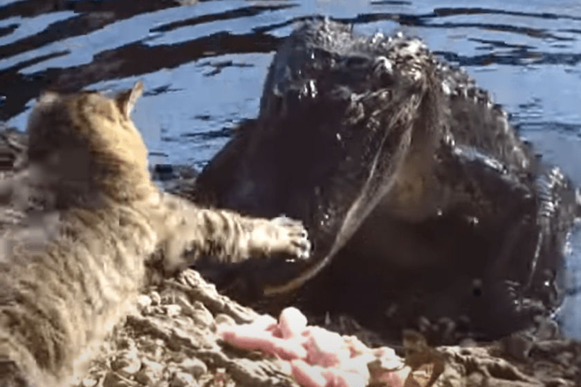 Cat vs. Alligator: Unlikely Foes Square Off in Tense Showdown