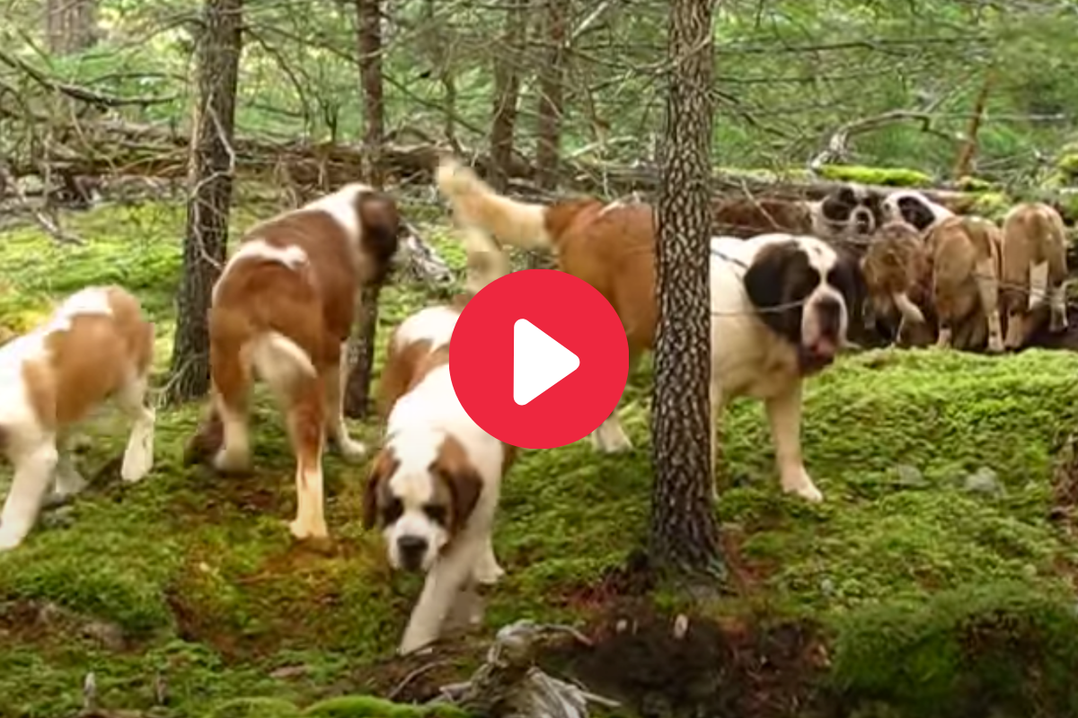 Walking The Lasquite Saint Bernards Is Quite a Handful [VIDEO]