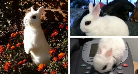 The Dwarf Hotot Rabbit: Cuteness You Can Hold in One Hand