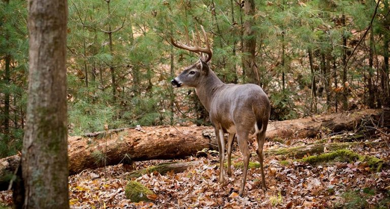 Deer Season is Getting Close, Are You Ready? - Wide Open Spaces