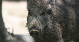 Texas Approves Feral Hog Poison, Which Could Turn the Tide in the War ...