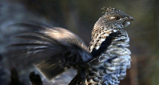 Top 15 Sensations That Make Sportsmen and Women Tick - Wide Open Spaces