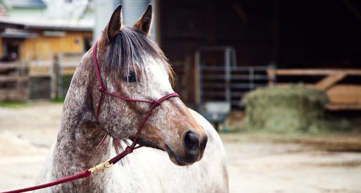 Morgan Horse: Everything You Need to Know About the Breed