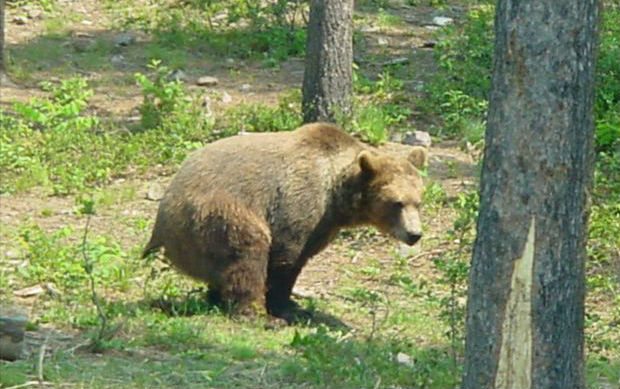 Do Bears Poop While Hibernating? - Wide Open Spaces
