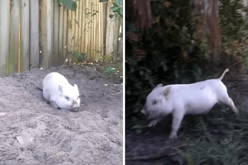 Oliver The Pig Goes Crazy with Serious Case of the Zoomies