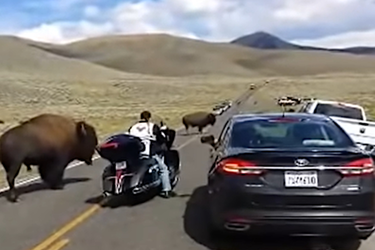 Angry Yellowstone Bison Chases Group of Tourists That Wandered Way Too ...