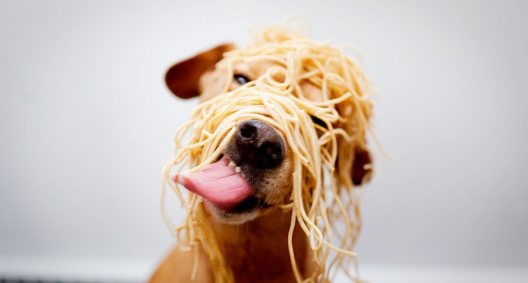 12 Food Names for Pets Because Sometimes They're Just a Ravioli
