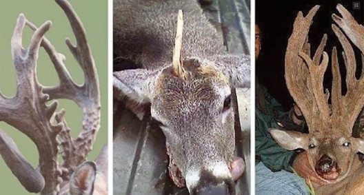9 Awesome Ways to Use the Antlers From Your Harvest - Wide Open Spaces