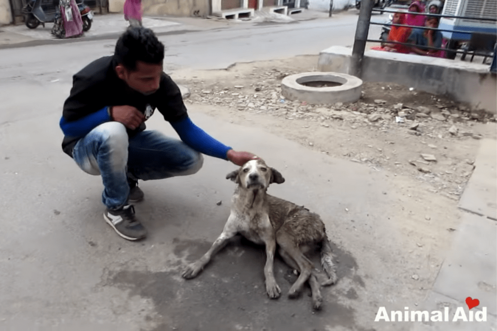 Old, Forgotten Street Dog Gets Helping Hand to Save His Life