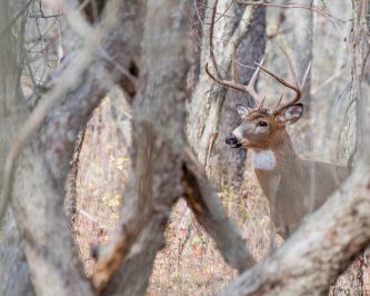 8 Brilliant Things You Can Pass on to Your Kids About Hunting - Wide ...