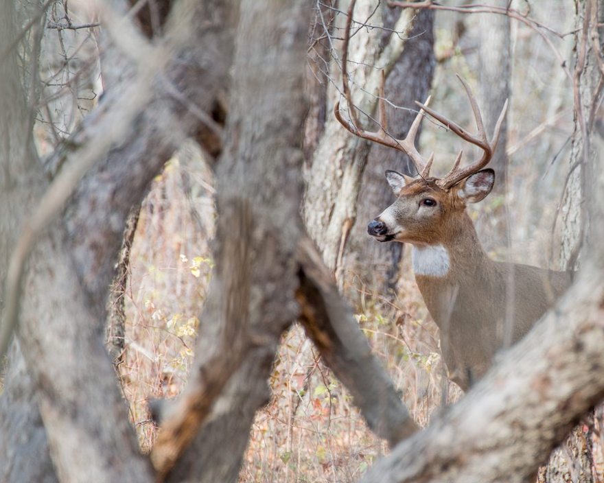 8 Brilliant Things You Can Pass on to Your Kids About Hunting - Wide ...