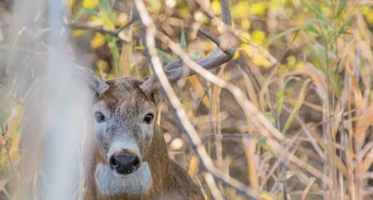 These 5 Character Traits Are Found in Every Successful Hunter - Wide ...