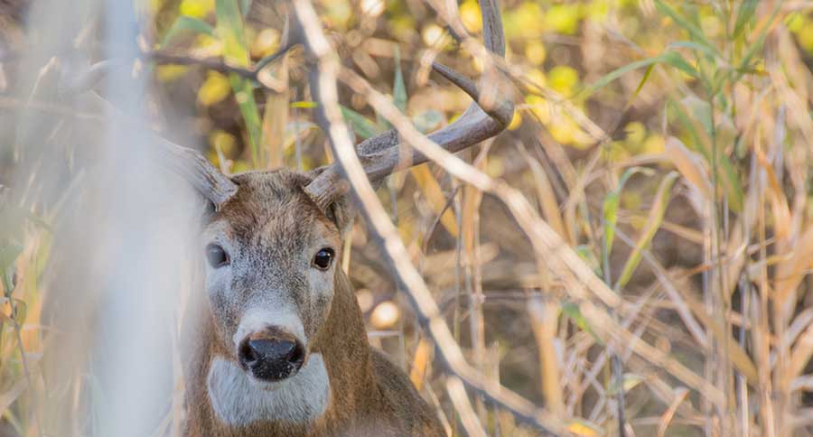 These 5 Character Traits Are Found in Every Successful Hunter - Wide ...