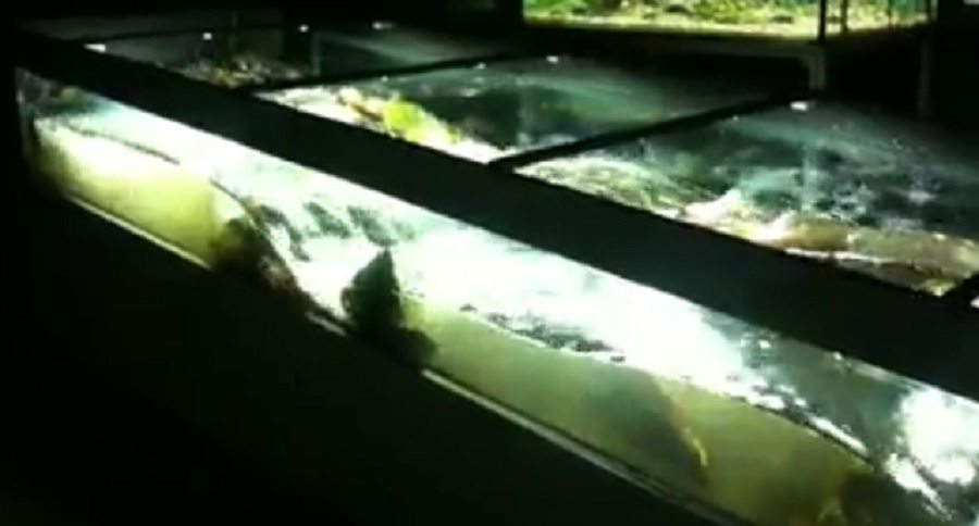 This Epic Aquarium is an Indoor Stream