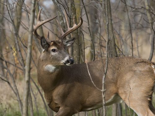 Tips for Judging Whitetail Racks in the Field - Wide Open Spaces