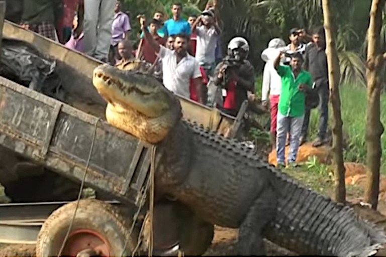 Massive 17-Foot Crocodile Released With Aid of Heavy Machinery