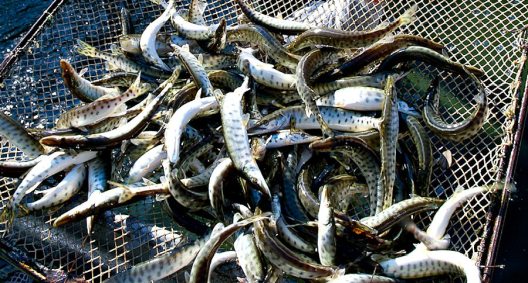 5 Midwestern Musky Lakes You Might Not Know About (But You Should ...