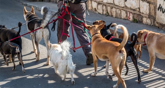 Leader of the Pack: Important Tips on Walking Multiple Dogs