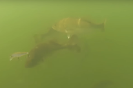 60 Explosive Topwater Bass Strikes in Under 5 minutes