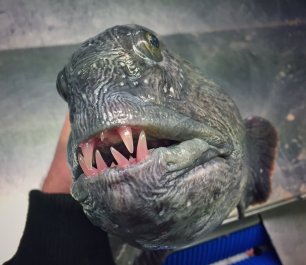 Russian Deep Sea Fisherman Catches Some Downright Scary-Looking Creatures