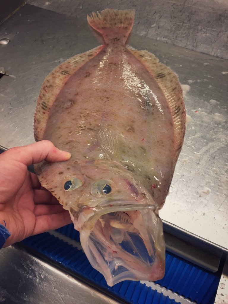 Russian Deep Sea Fisherman Catches Some Downright Scary-Looking Creatures