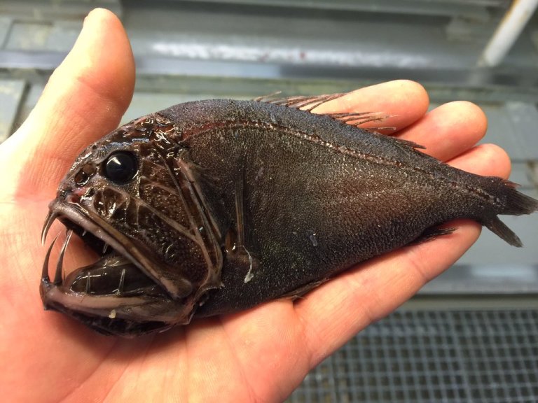 Russian Deep Sea Fisherman Catches Some Downright Scary-Looking Creatures