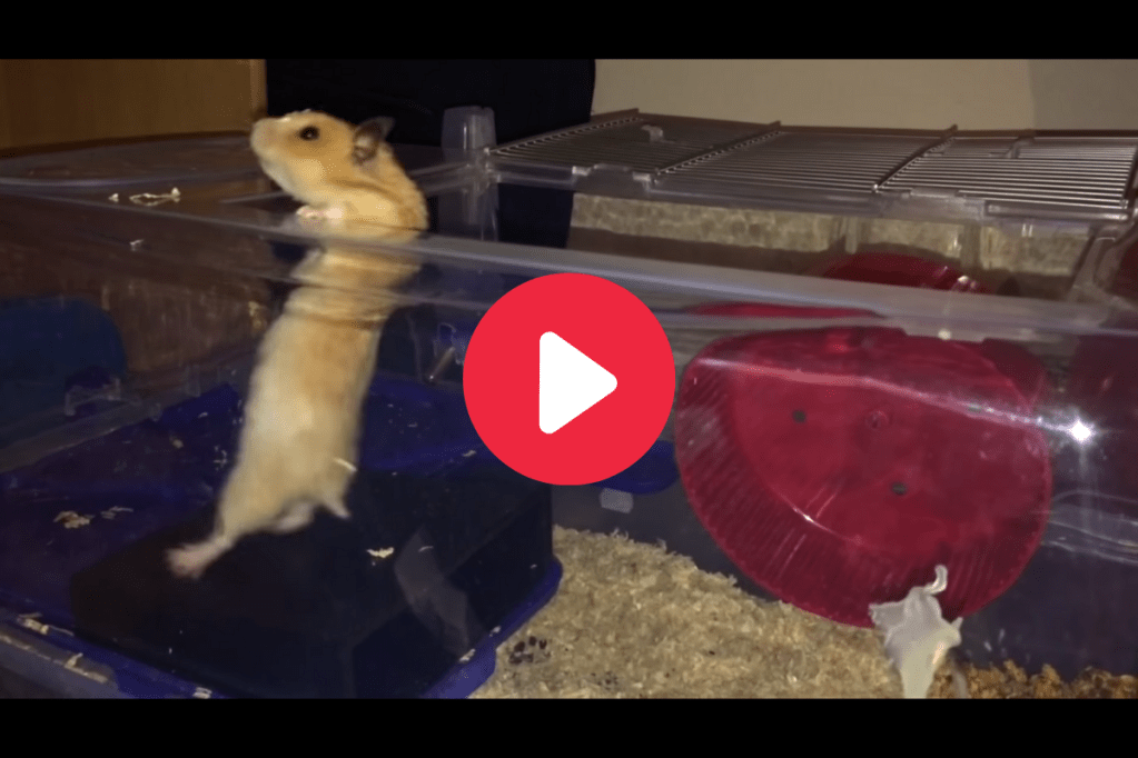 This Hamster Tree House Is a Perfectly Pink Paradise