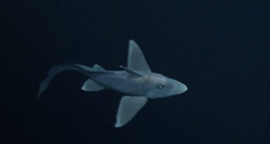 Elusive Deep Sea Ghost Shark Filmed for the First Time Ever