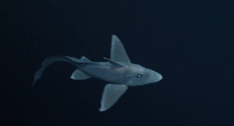 Elusive Deep Sea Ghost Shark Filmed for the First Time Ever