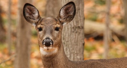 5 Unconventional Ways to Shoot a Deer - Wide Open Spaces