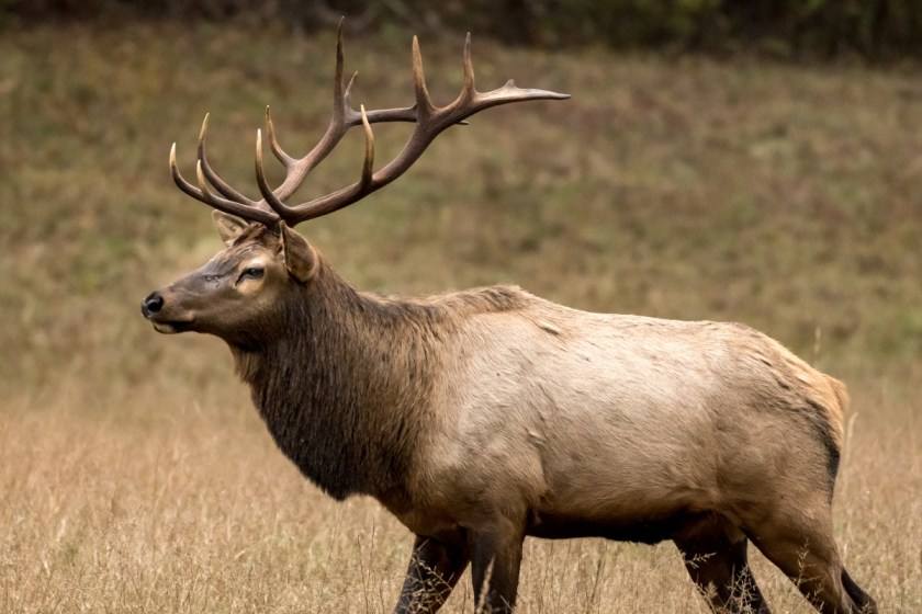 Think You Know Where to Aim on a Broadside Elk?